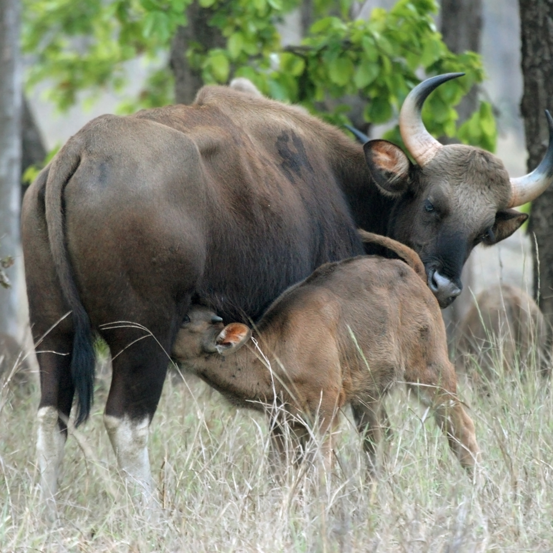 Exploring Rudyard Kipling's Country- Madhya Pradesh Wildlife Tour