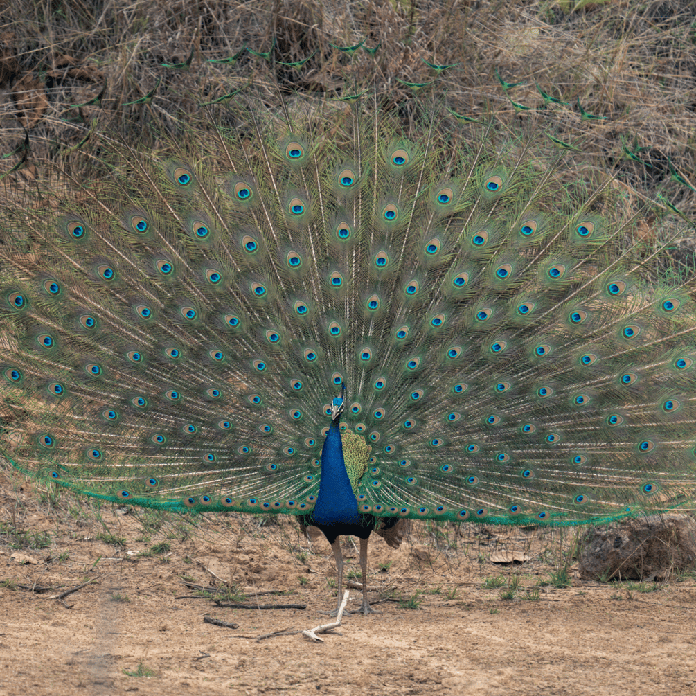 Exploring Rudyard Kipling's Country- Madhya Pradesh Wildlife Tour