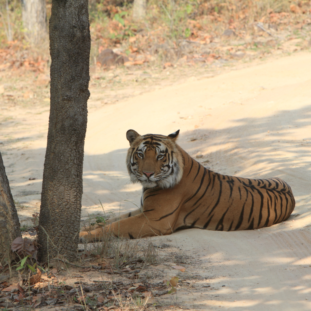 Exploring Rudyard Kipling's Country- Madhya Pradesh Wildlife Tour